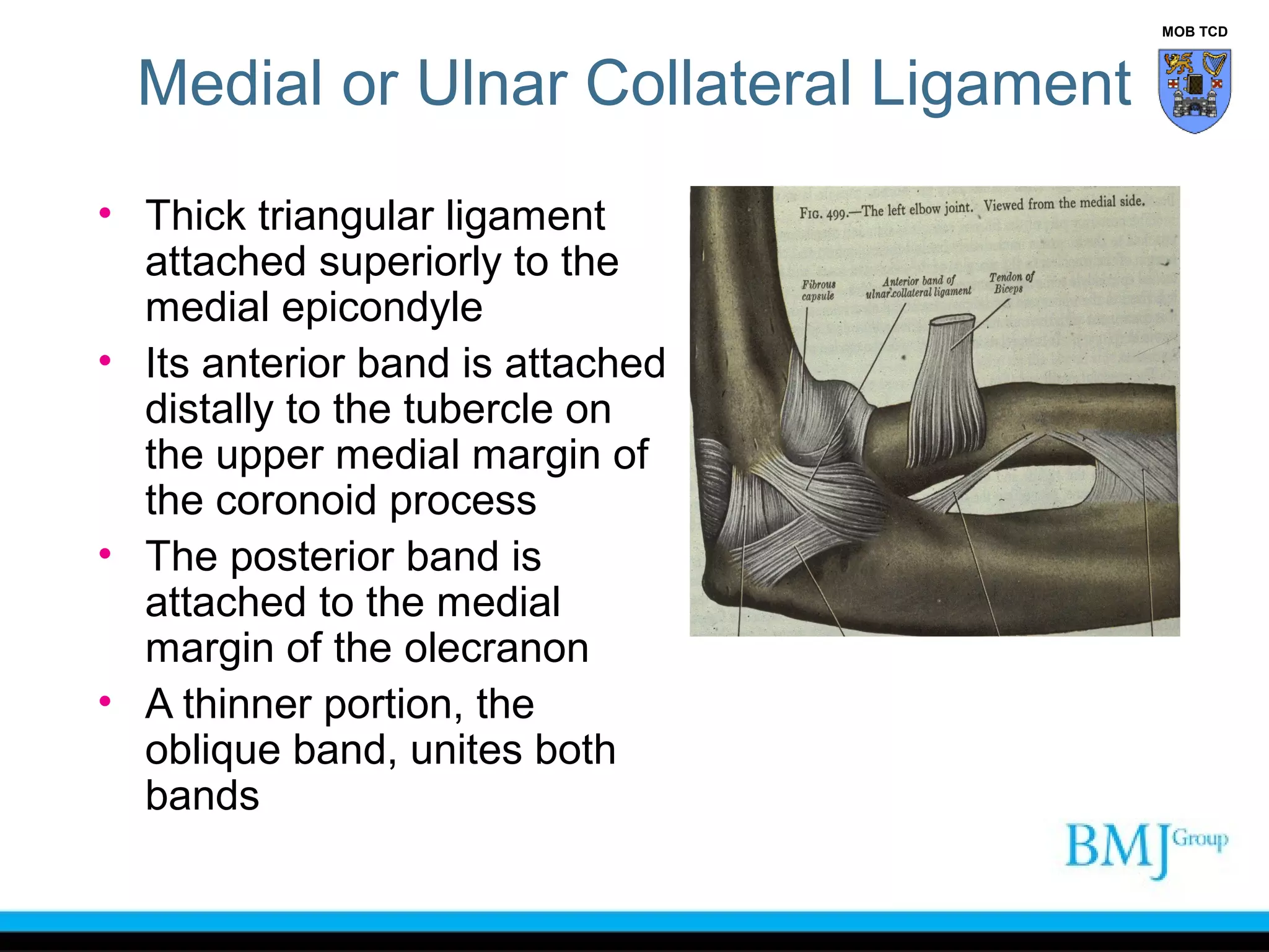 Clinical anatomy of the elbow | PPT