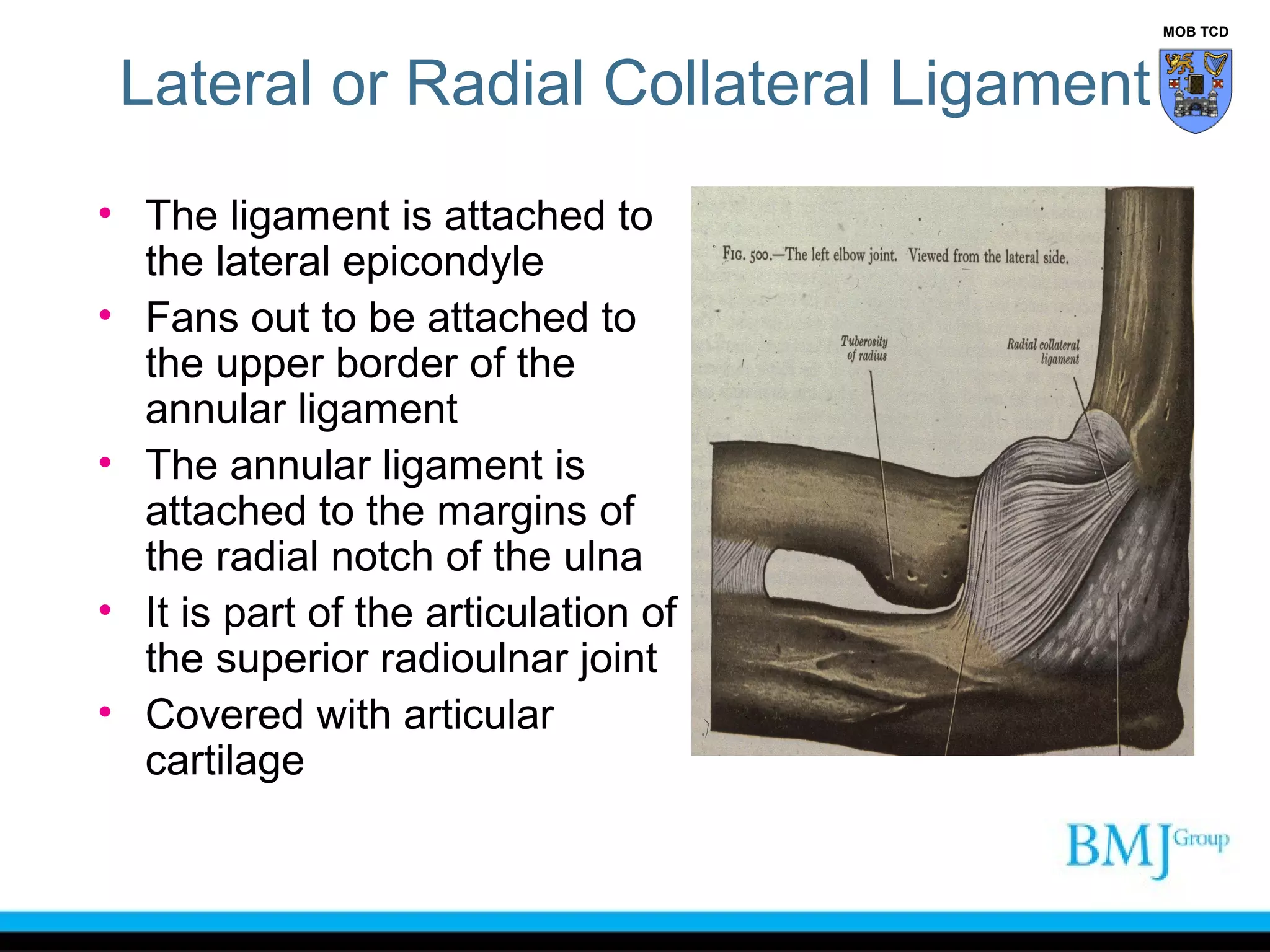 Clinical anatomy of the elbow | PPT