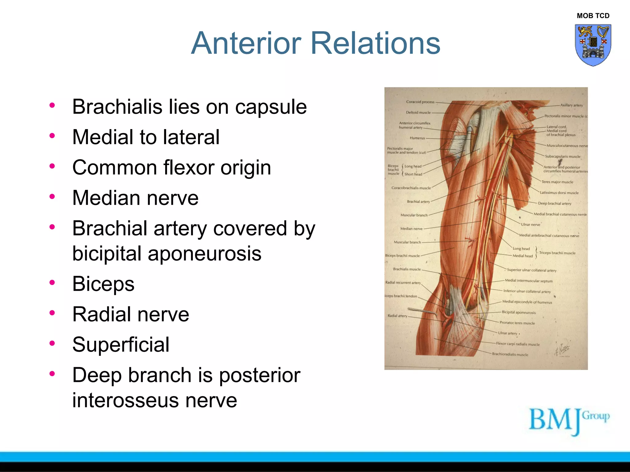 Clinical anatomy of the elbow | PPT