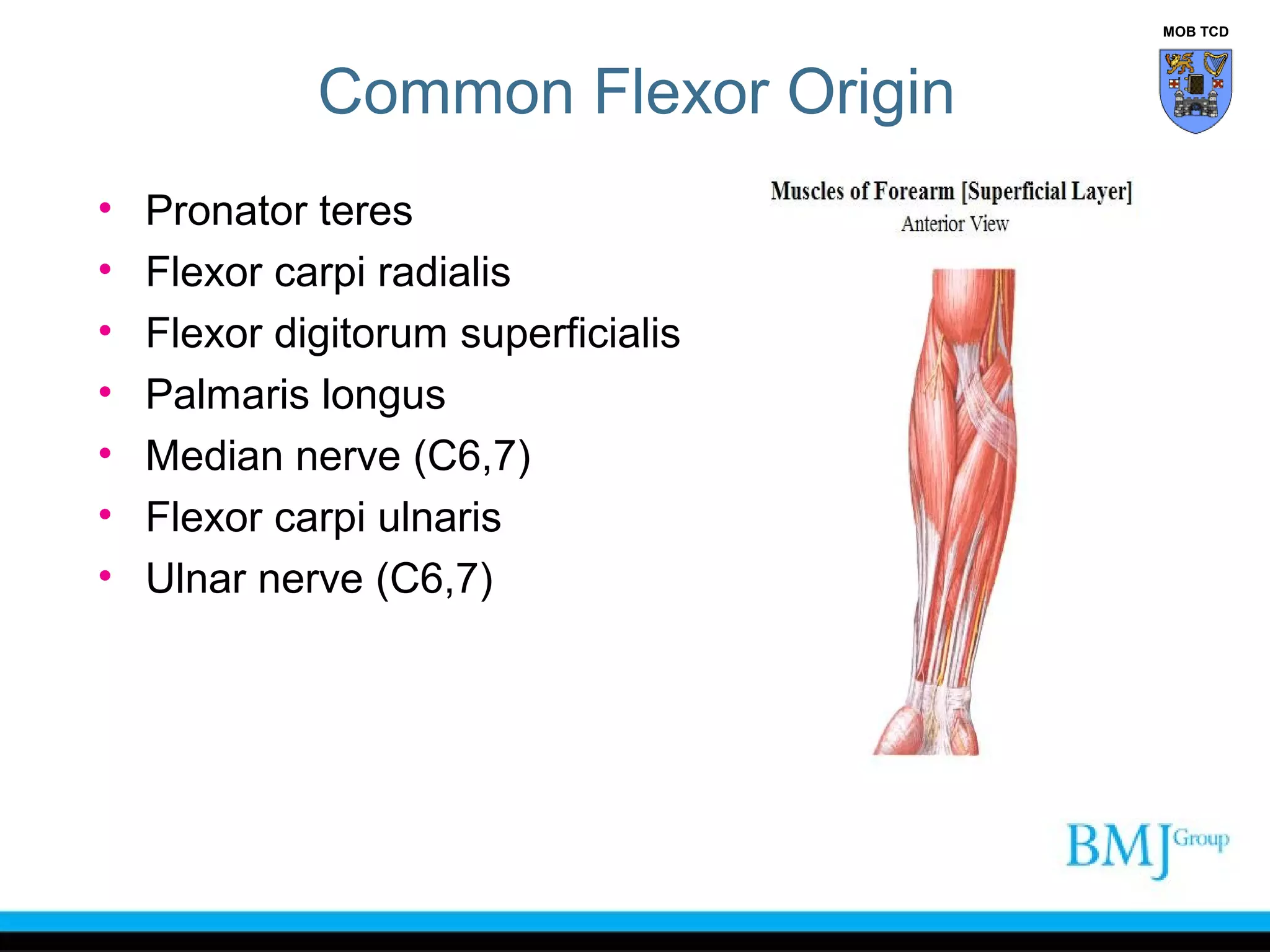 Clinical anatomy of the elbow | PPT