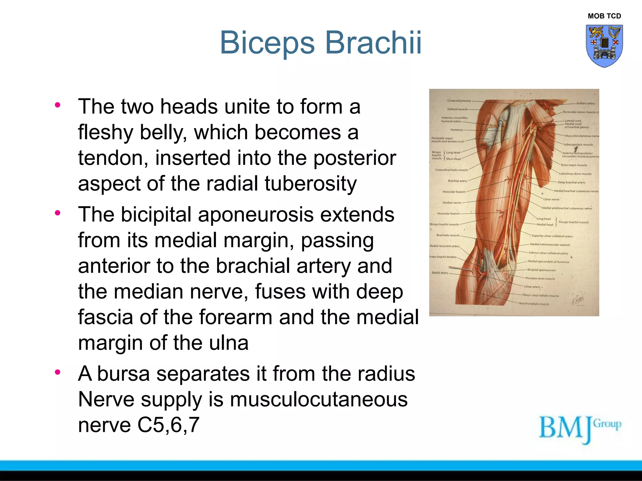 Clinical anatomy of the elbow | PPT