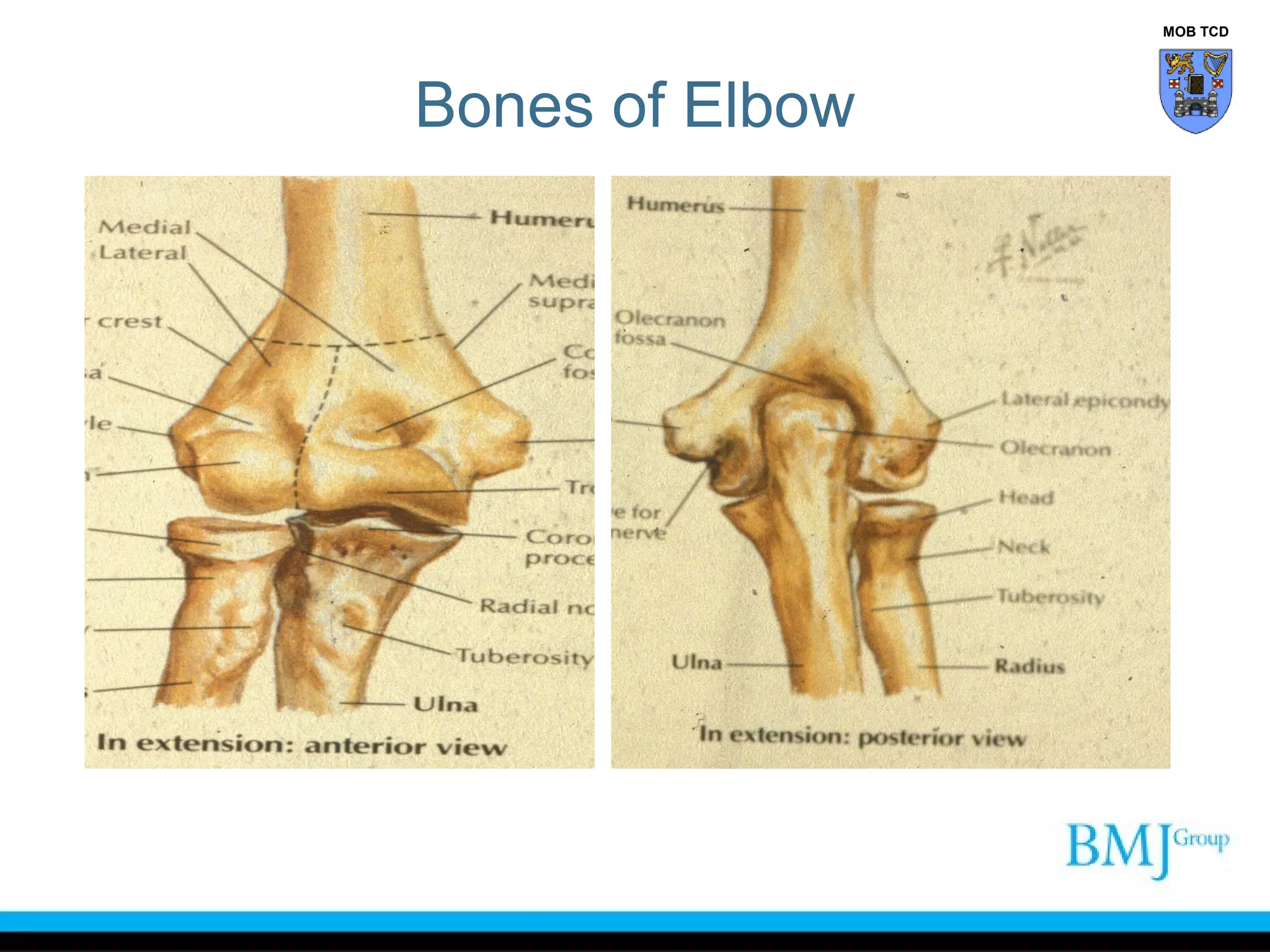 Clinical anatomy of the elbow | PPT