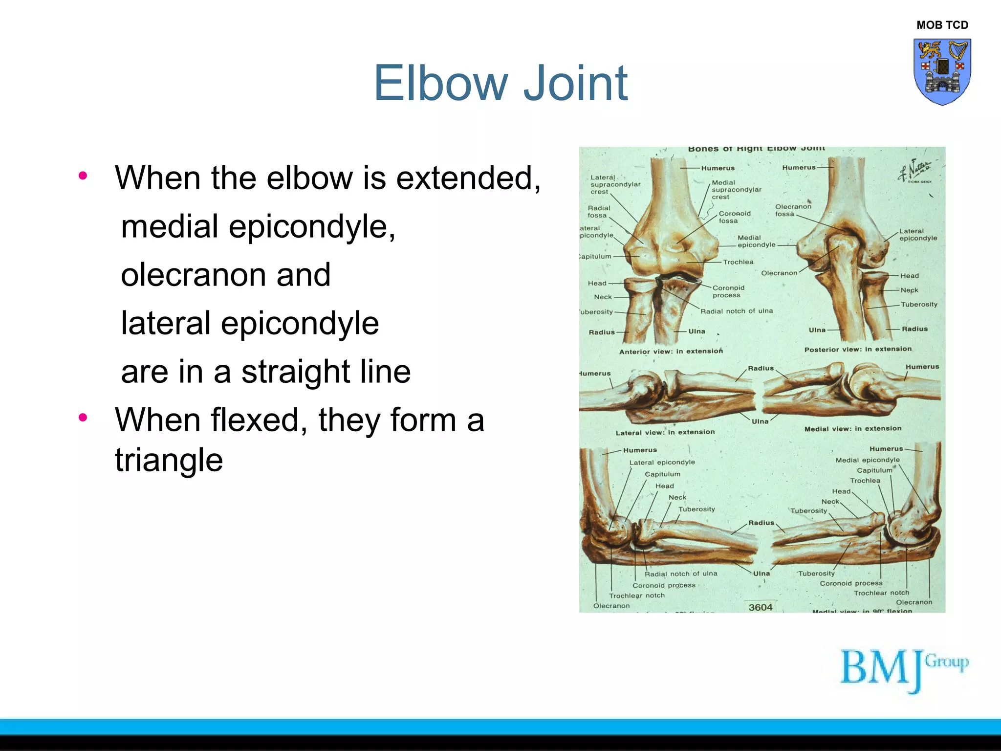 Clinical anatomy of the elbow | PPT