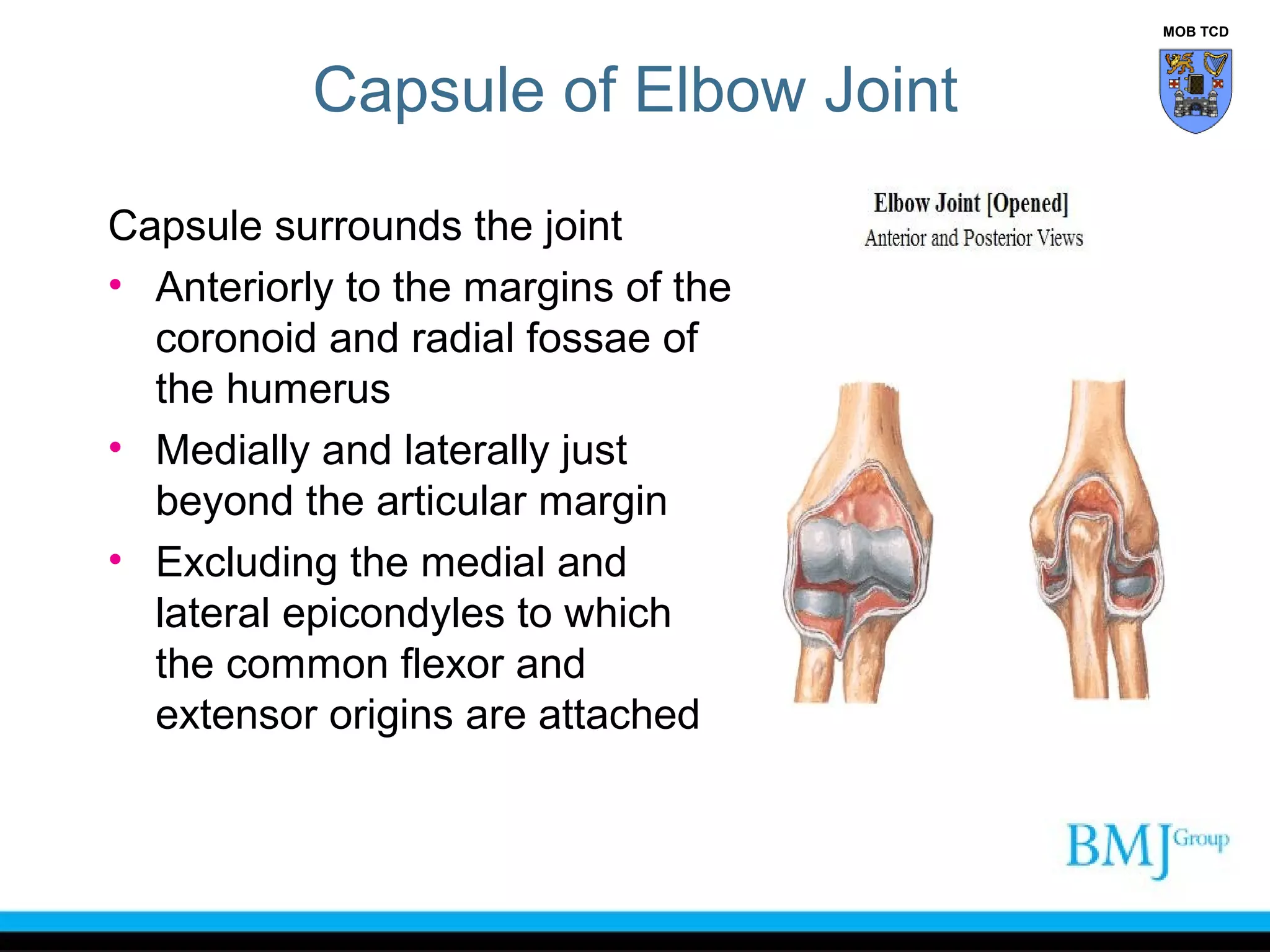 Clinical anatomy of the elbow | PPT
