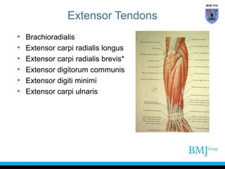 Clinical anatomy of the elbow | PPT