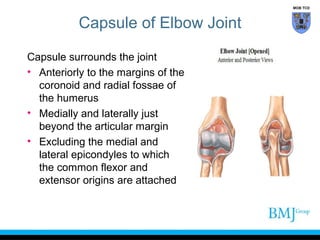 Anatomy Of The Elbow Joint: Video, Anatomy Definition, 44% OFF