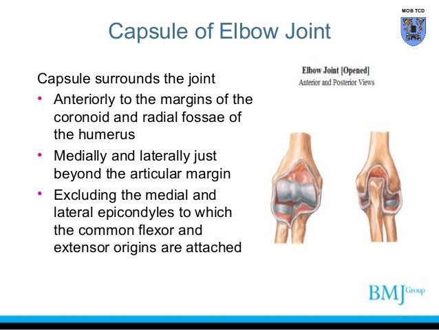 Clinical anatomy of the elbow