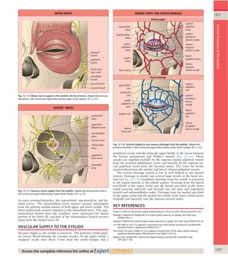Clinical anatomy of the eyelids | PDF