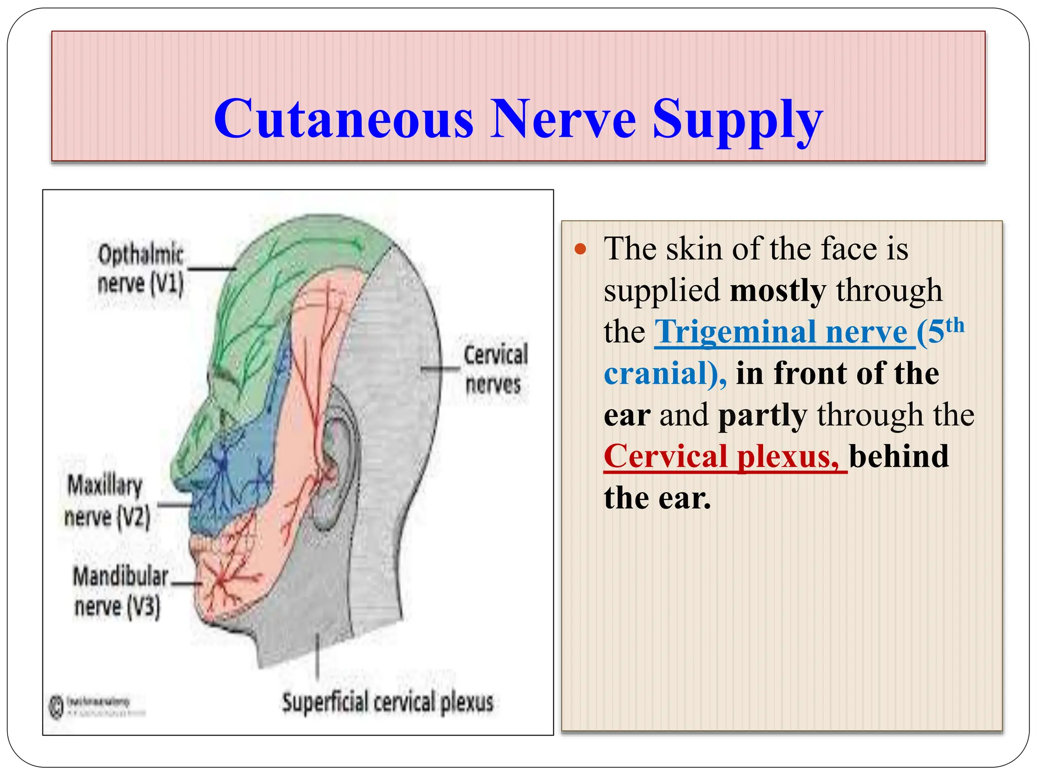 Clinical Anatomy of the Face.pptx111111111 | PPTX
