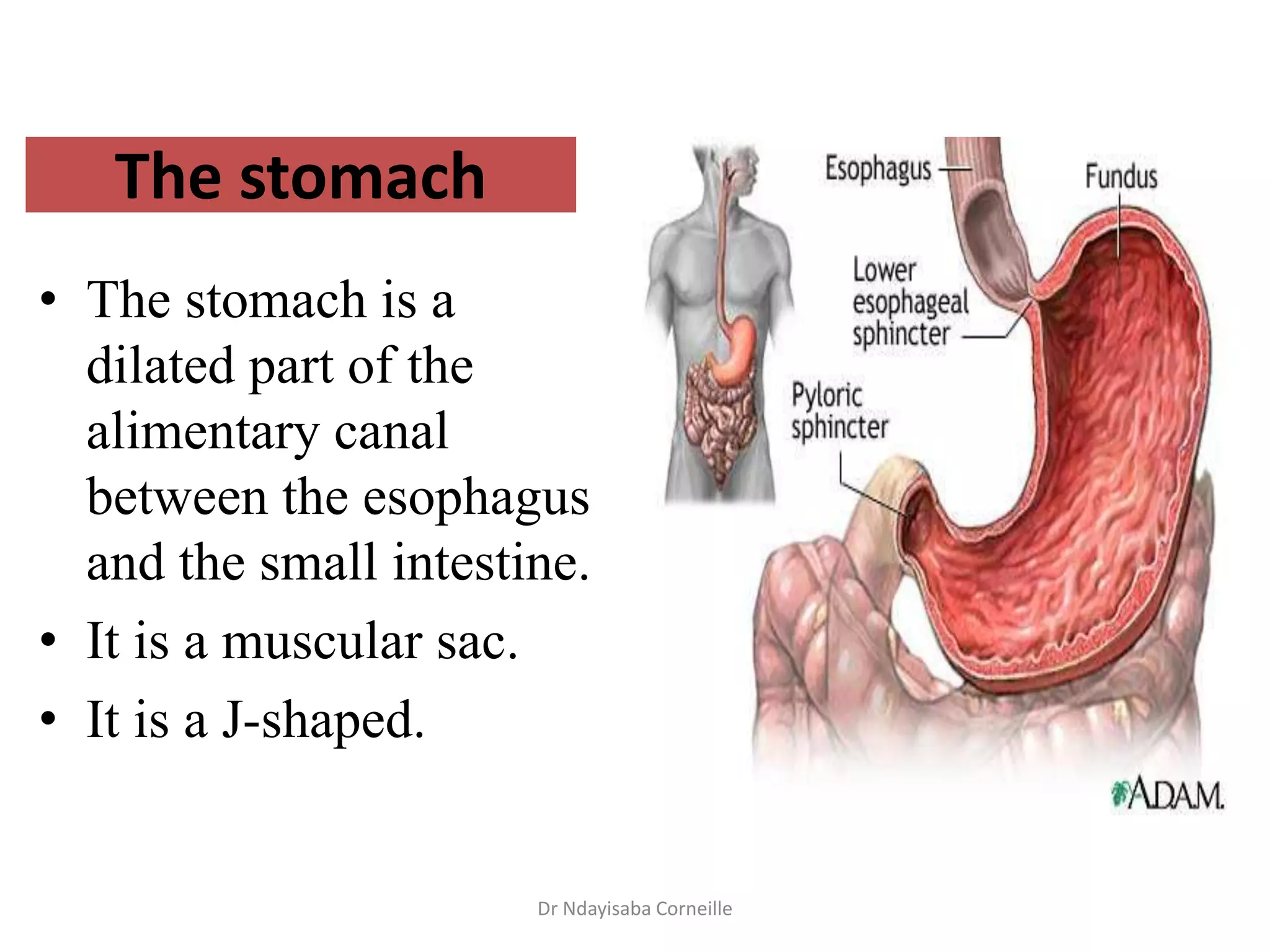 Clinical anatomy of the GIT.pptx