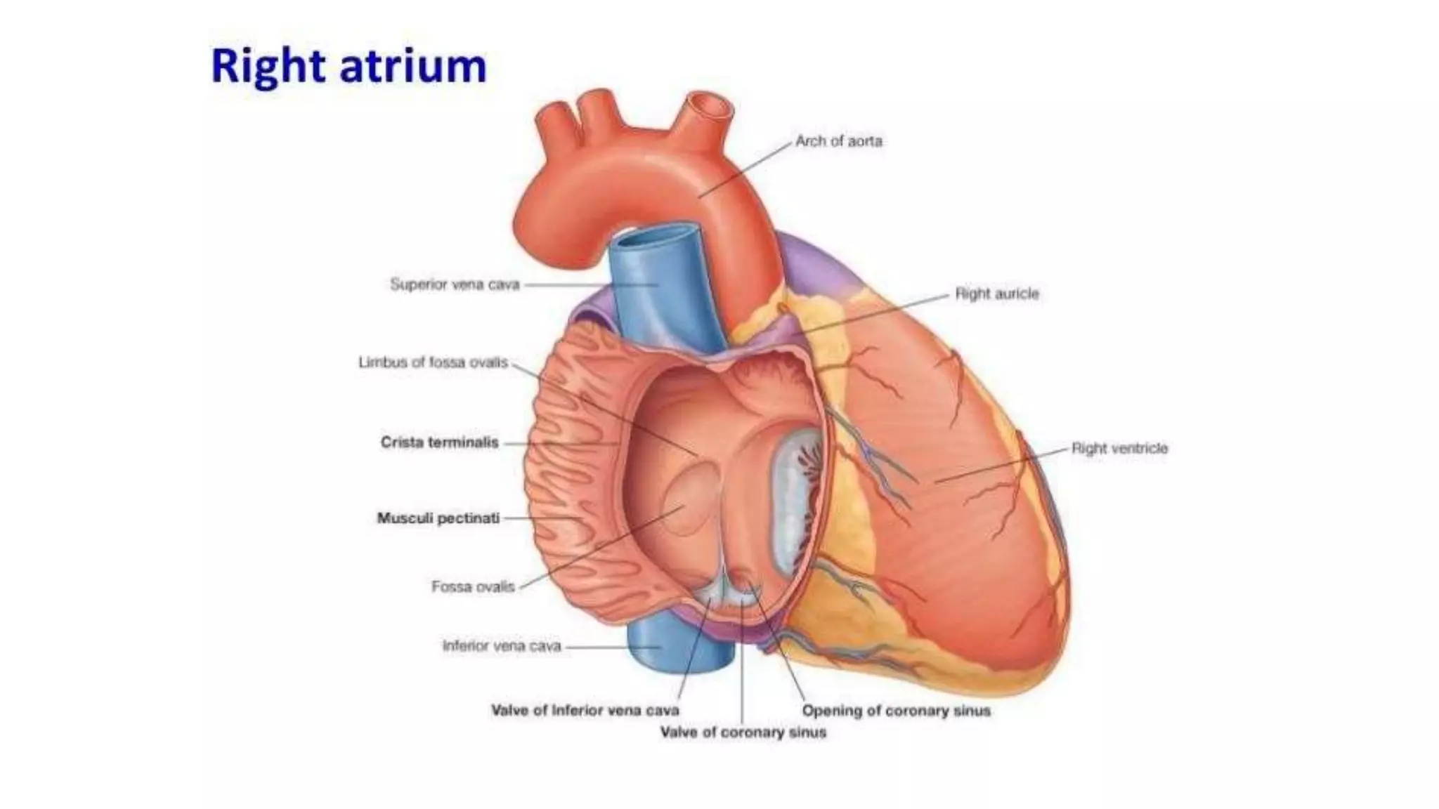 Clinical Anatomy of the Heart, Pericardium and.pptx