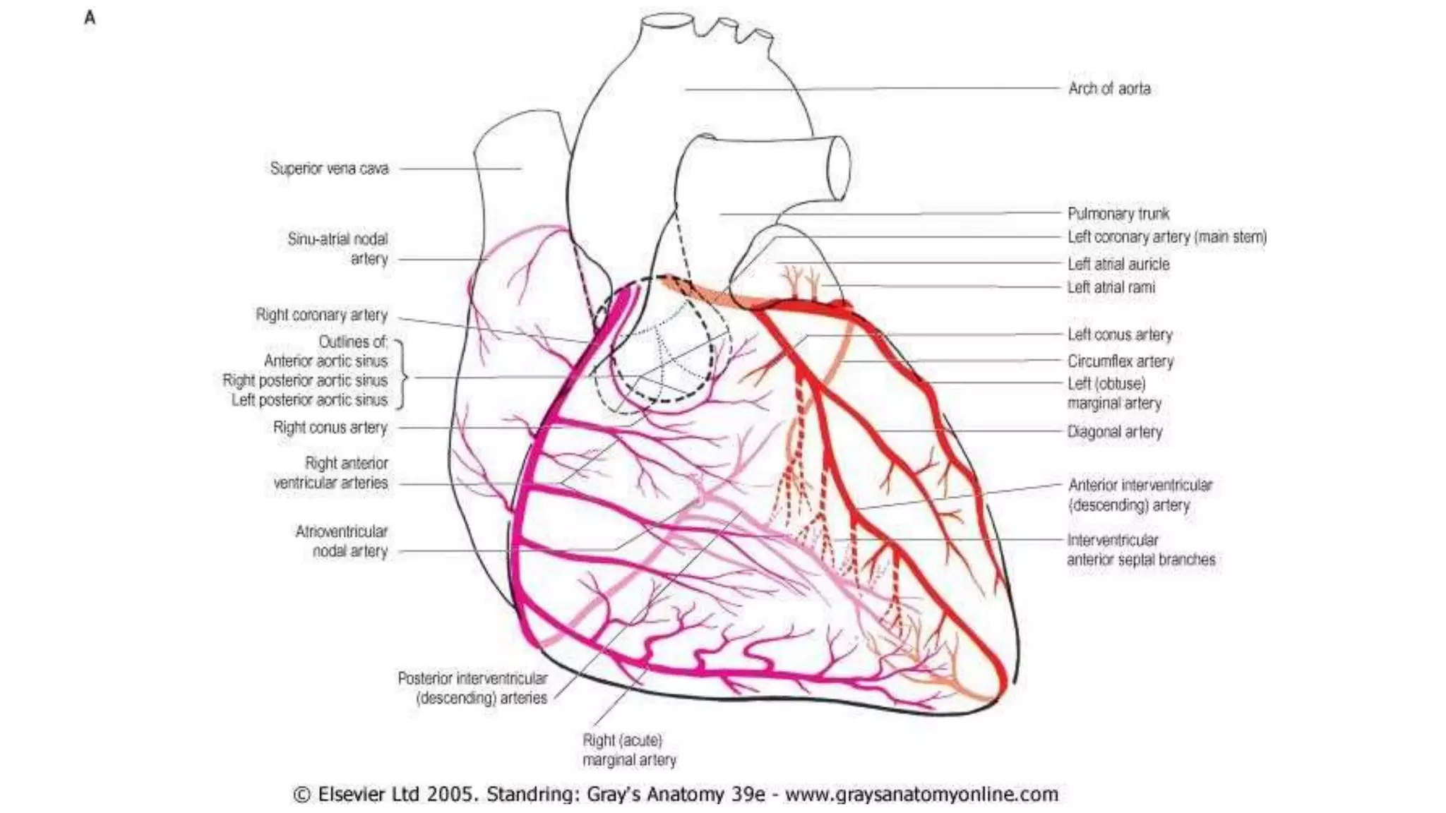 Clinical Anatomy of the Heart, Pericardium and.pptx
