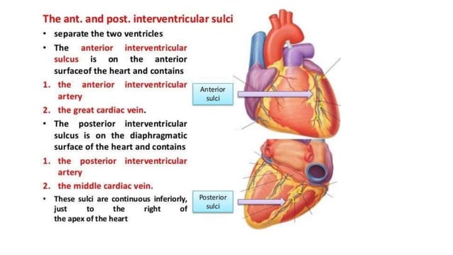 Clinical Anatomy of the Heart, Pericardium and.pptx