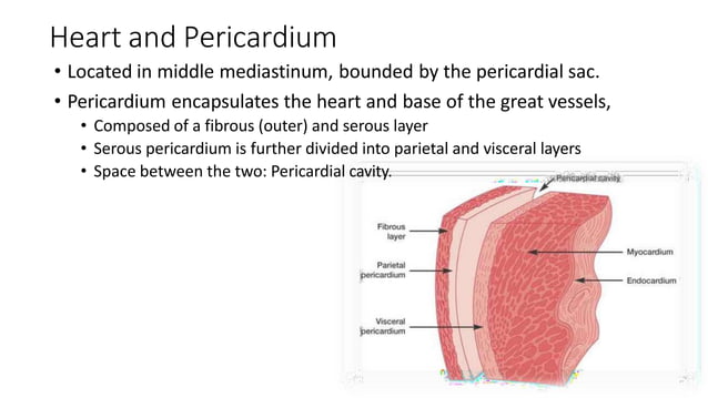 Clinical Anatomy of the Heart, Pericardium and.pptx