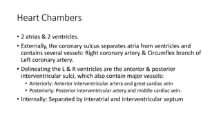 Clinical Anatomy of the Heart, Pericardium and.pptx