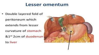 CLINICAL ANATOMY OF THE PERITONEUM PowerPoint Presentation | PPTX