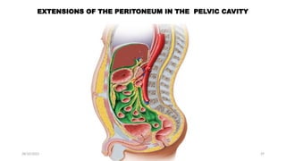 CLINICAL ANATOMY OF THE PERITONEUM PowerPoint Presentation | PPTX