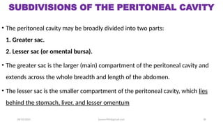 CLINICAL ANATOMY OF THE PERITONEUM PowerPoint Presentation | PPTX