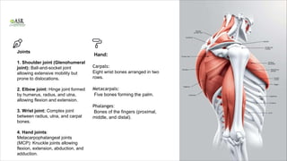 Clinical Anatomy Of The Upper Limb.pptx n.pdf