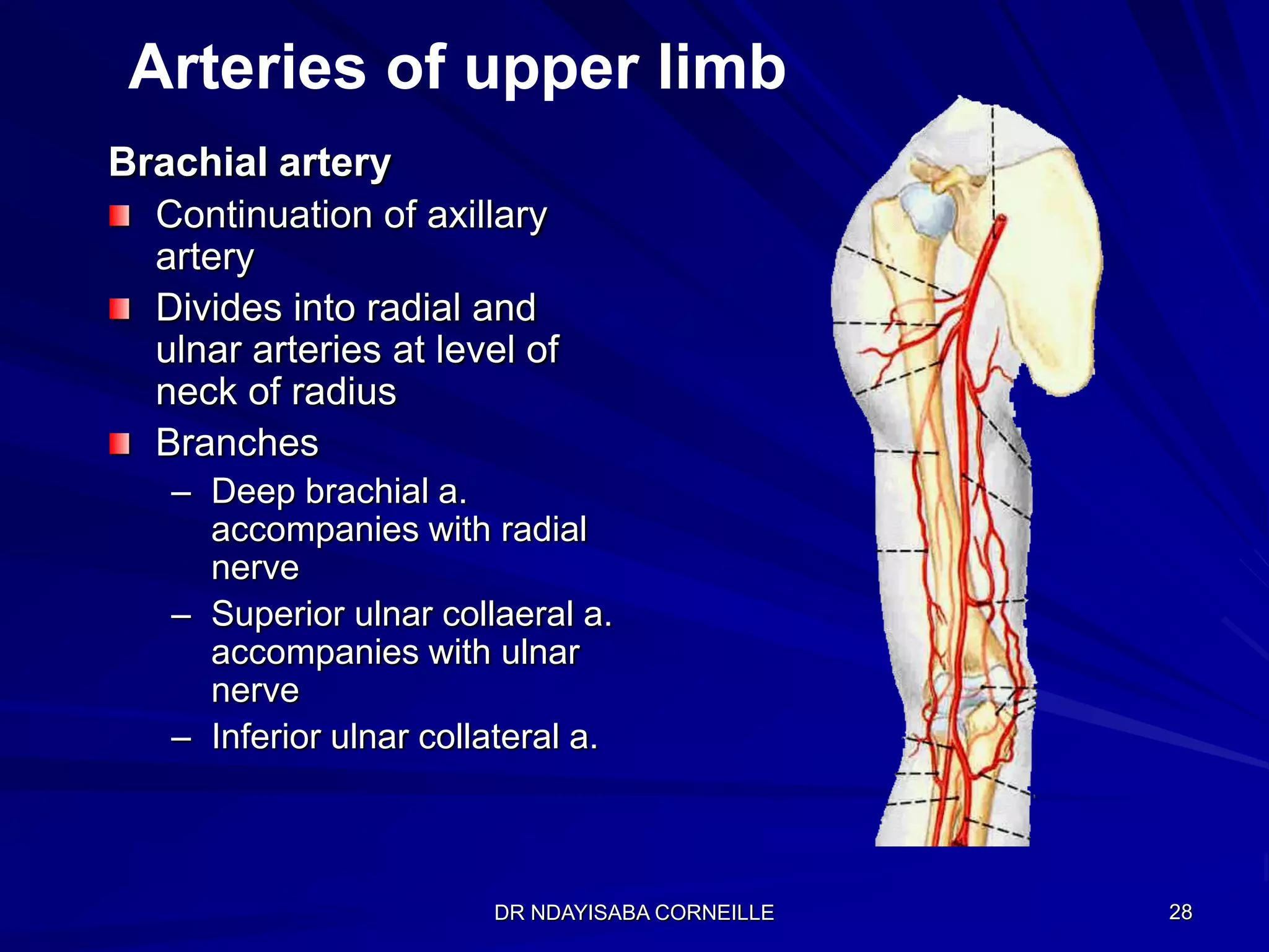 Clinical Anatomy of The Upper Limbs .pptx