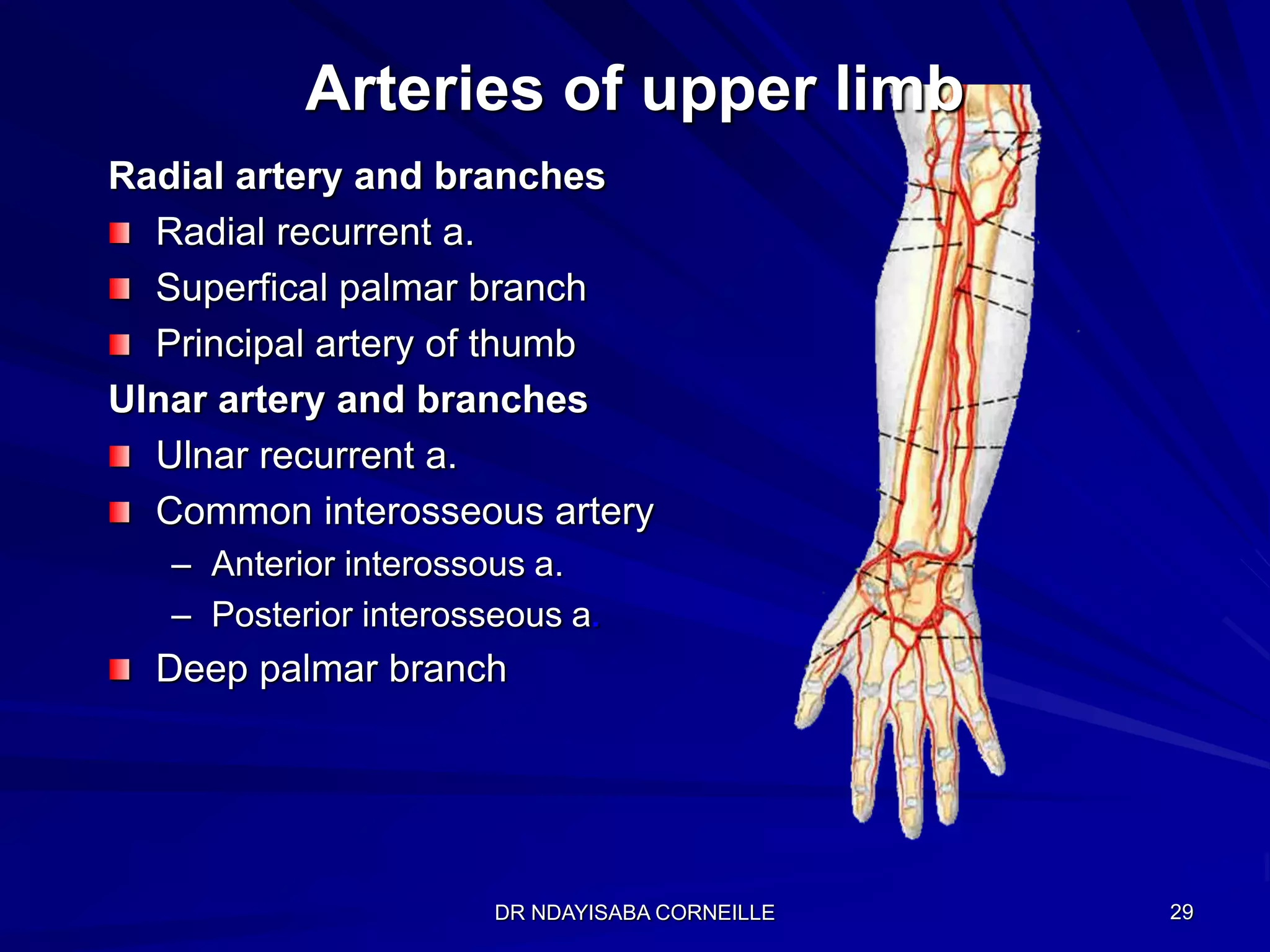 Clinical Anatomy of The Upper Limbs .pptx