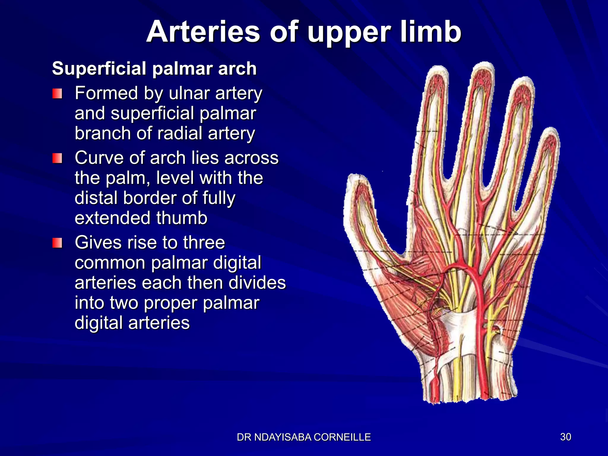 Clinical Anatomy of The Upper Limbs .pptx