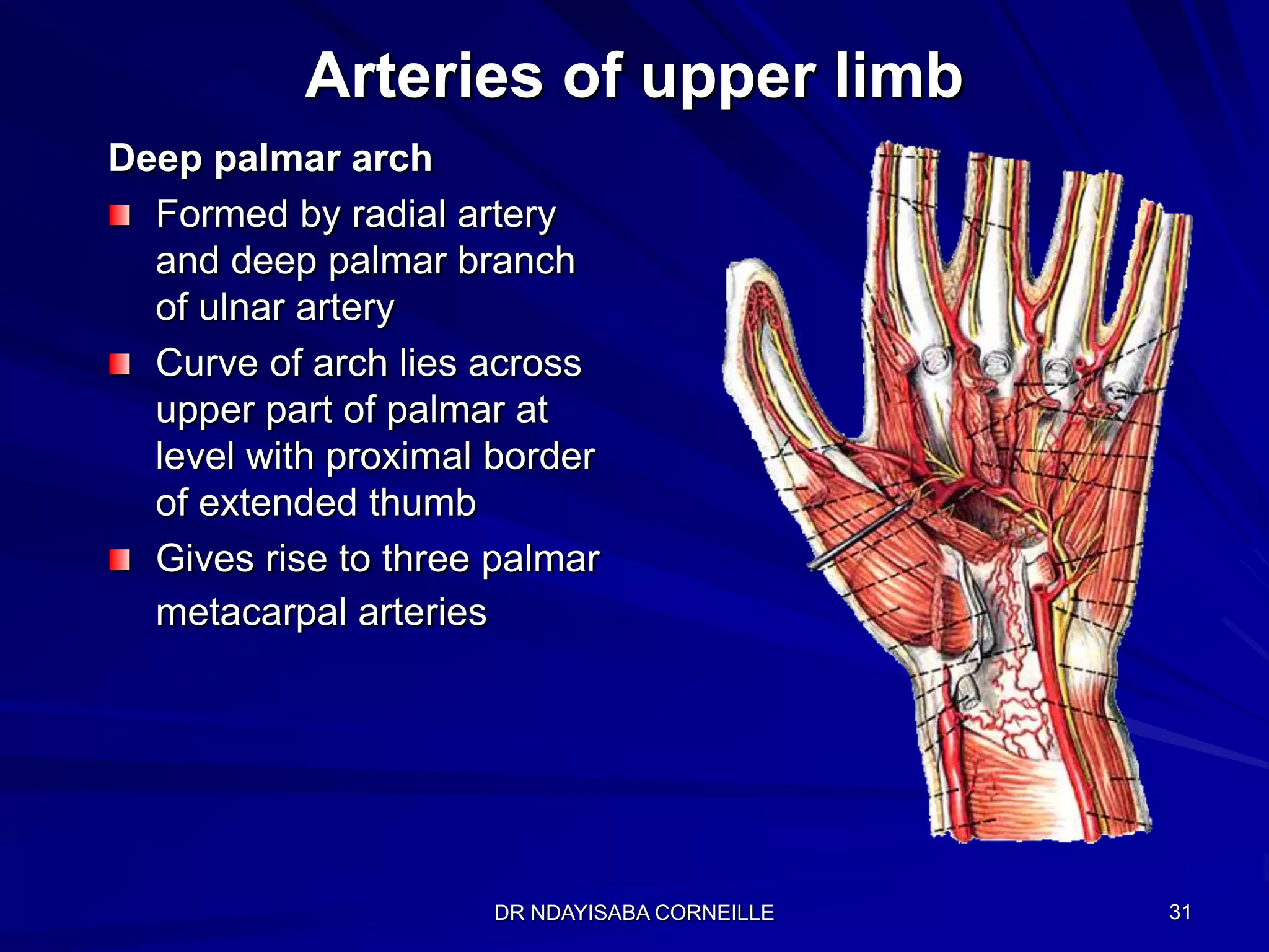 Clinical Anatomy of The Upper Limbs .pptx