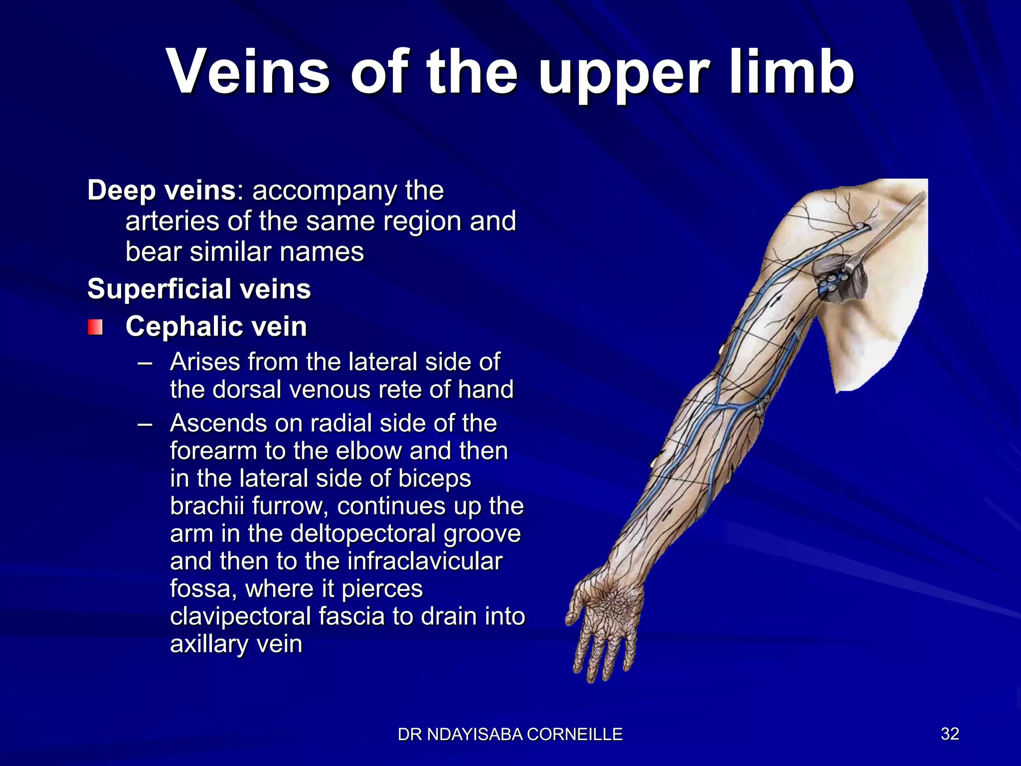 Clinical Anatomy of The Upper Limbs .pptx