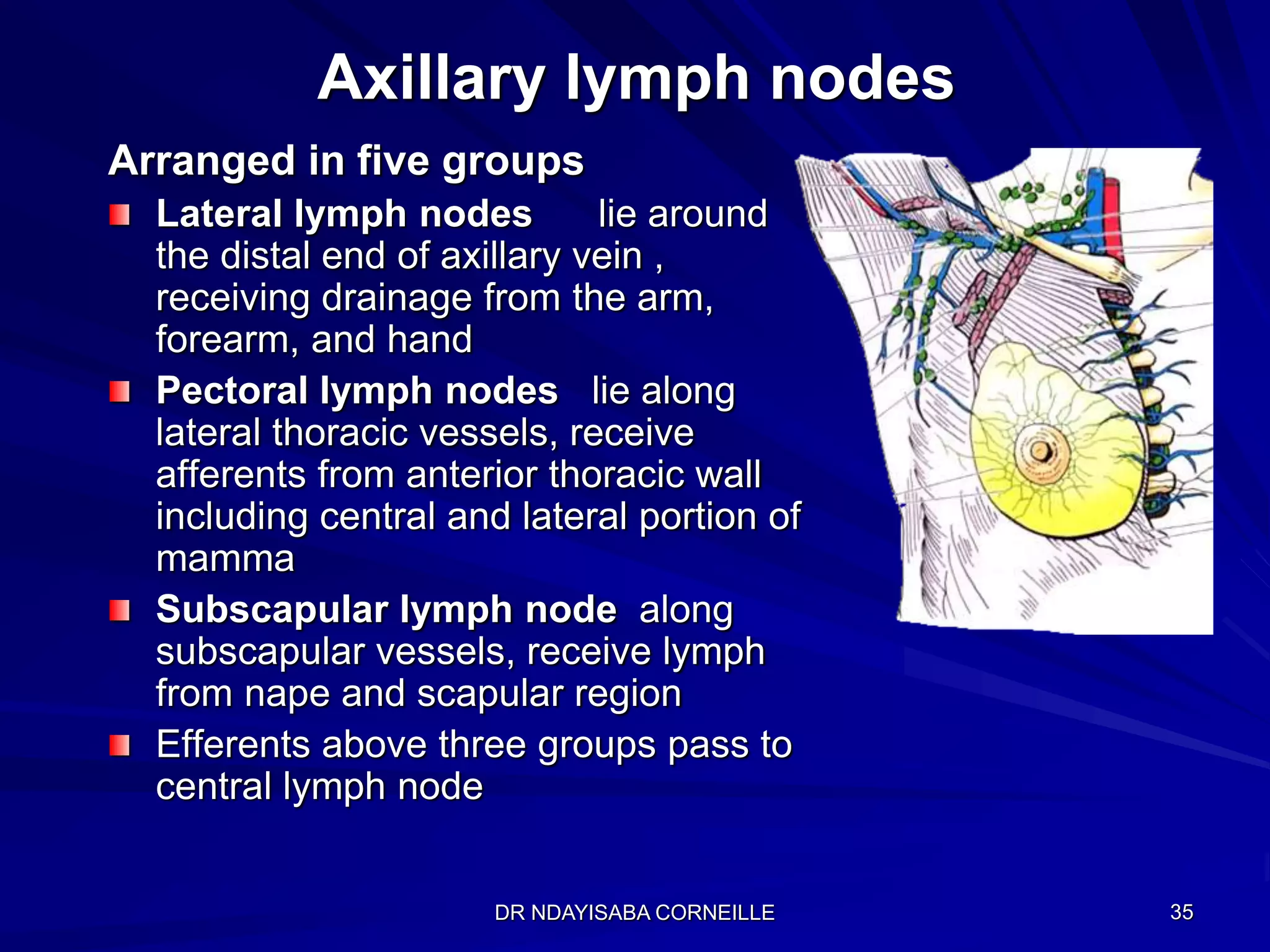 Clinical Anatomy of The Upper Limbs .pptx