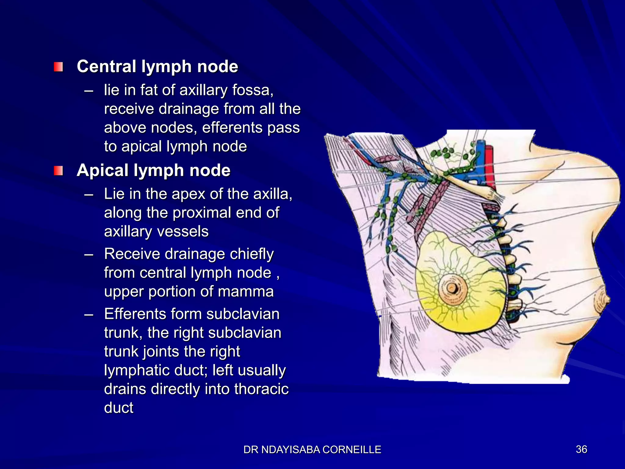 Clinical Anatomy of The Upper Limbs .pptx