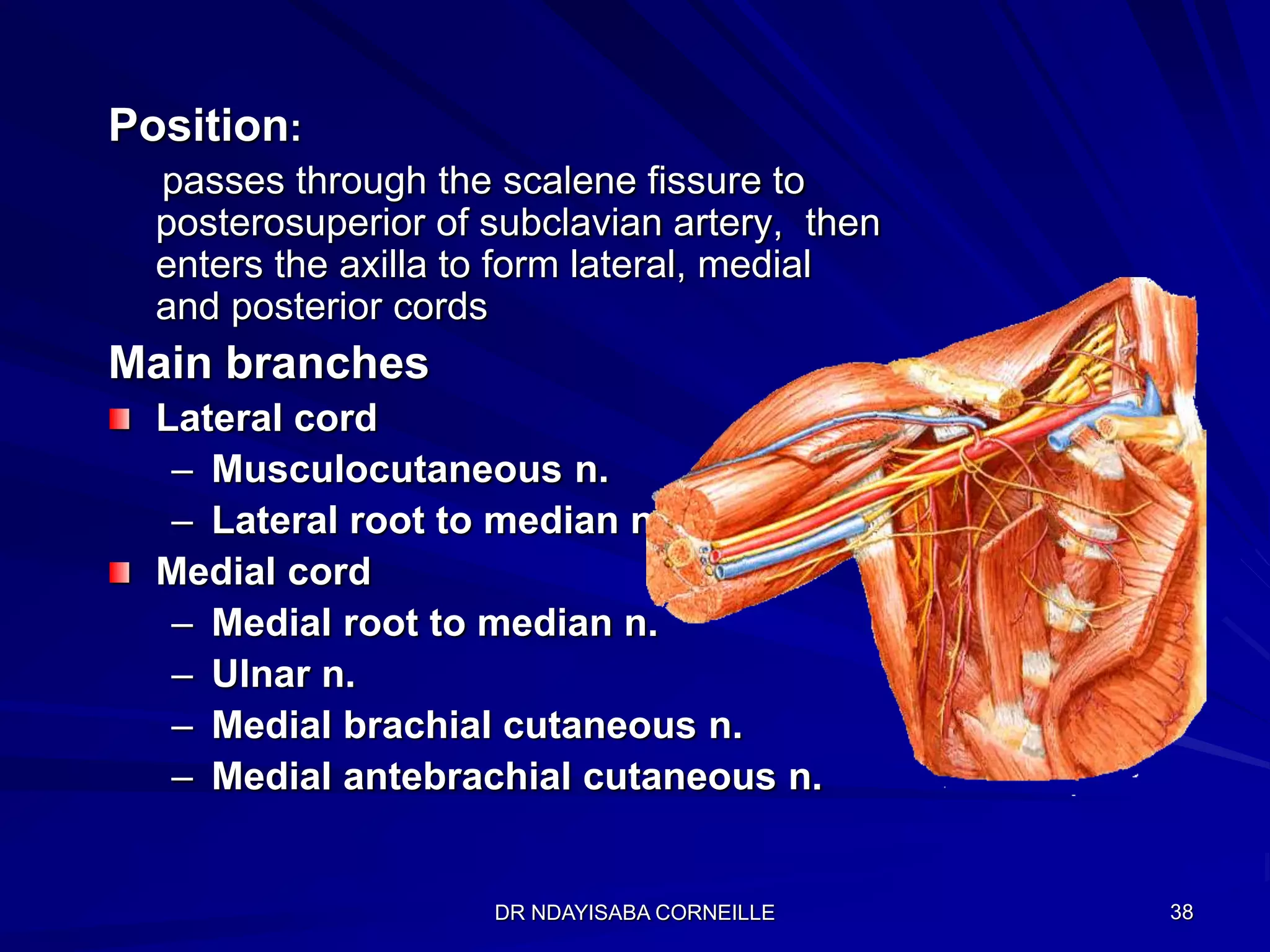 Clinical Anatomy of The Upper Limbs .pptx