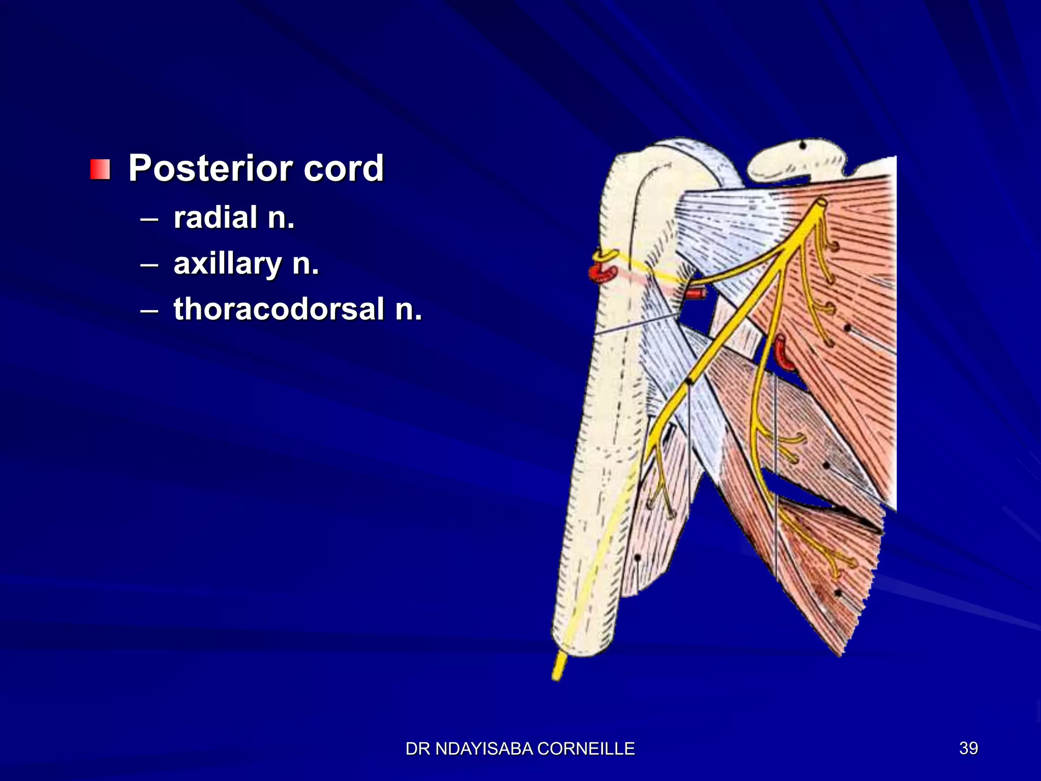 Clinical Anatomy of The Upper Limbs .pptx