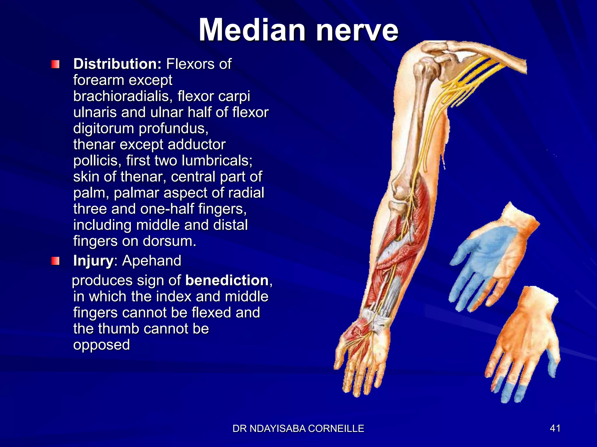 Clinical Anatomy of The Upper Limbs .pptx
