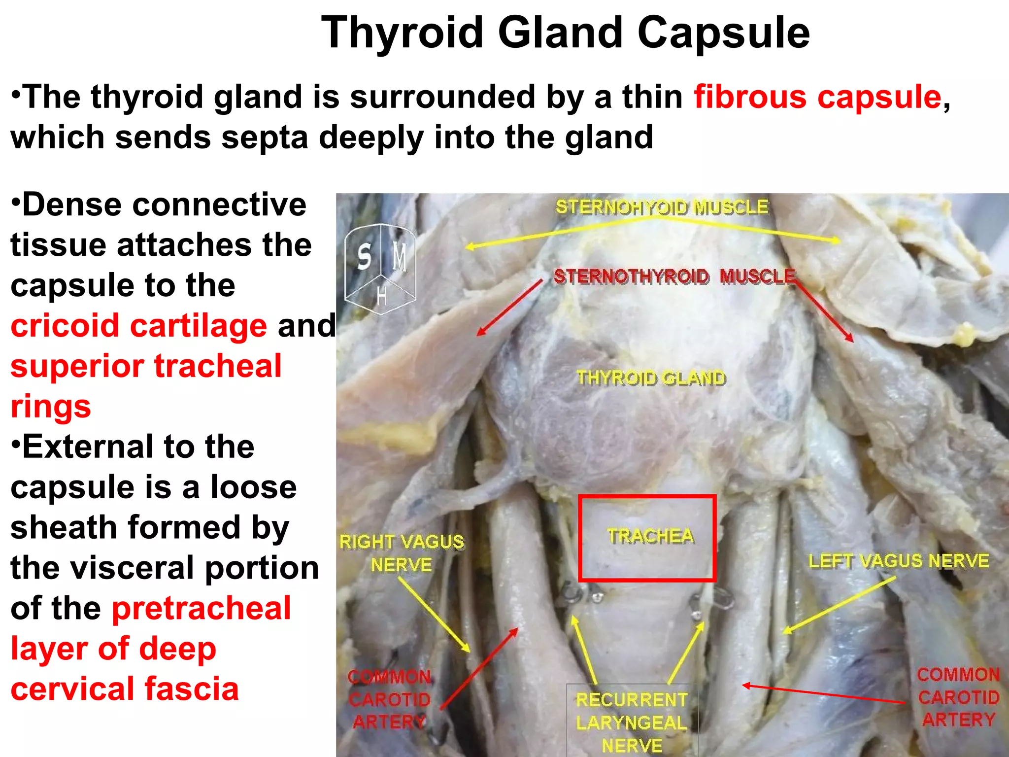 Clinical anatomy of Thyroid gland | PPT
