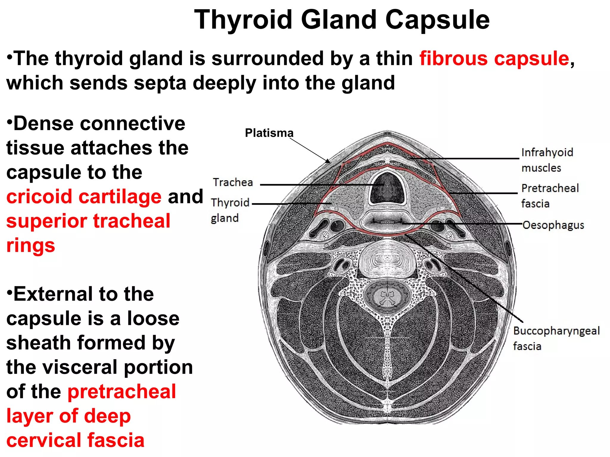 Clinical anatomy of Thyroid gland | PPT