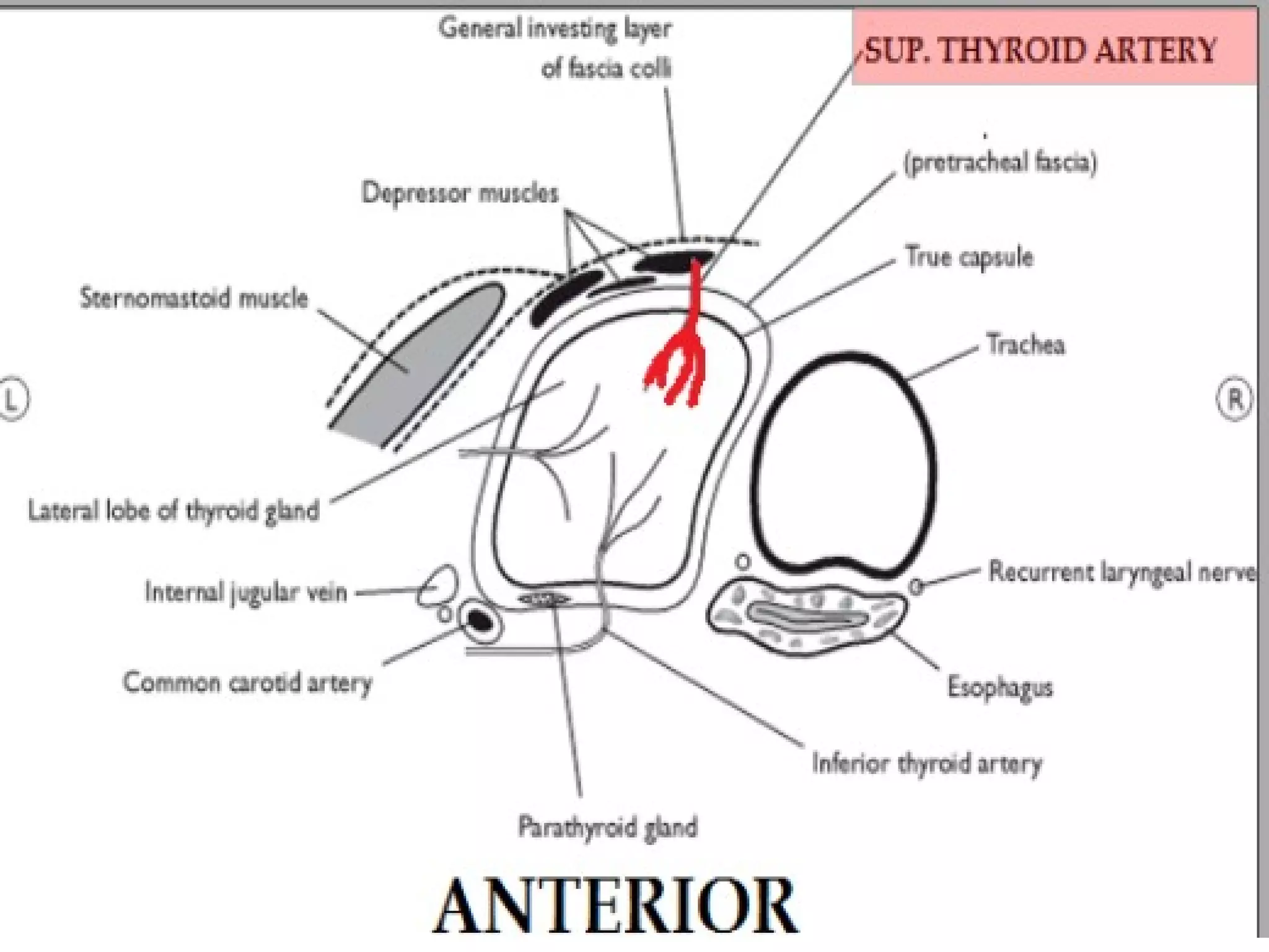 Clinical anatomy of Thyroid gland | PPT