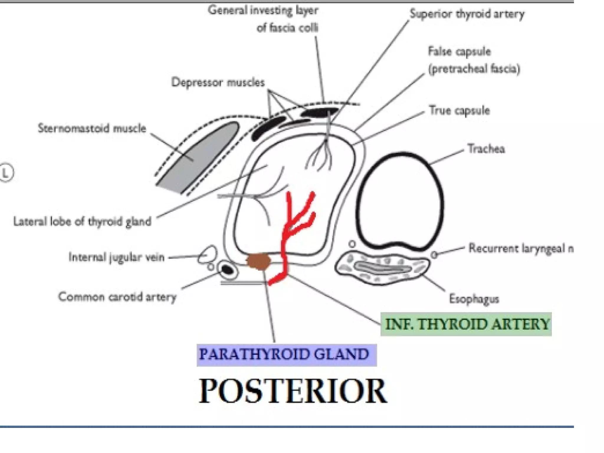 Clinical anatomy of Thyroid gland | PPT