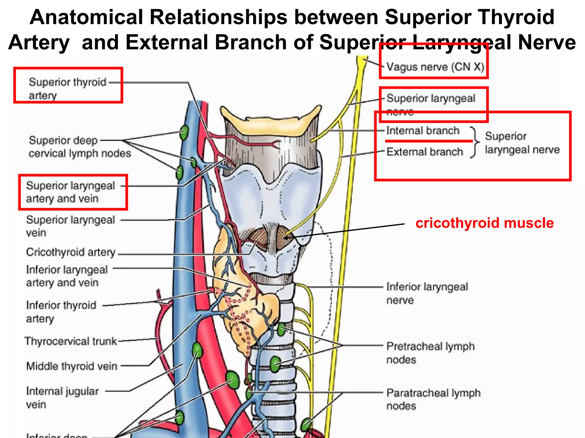 Clinical anatomy of Thyroid gland | PPT