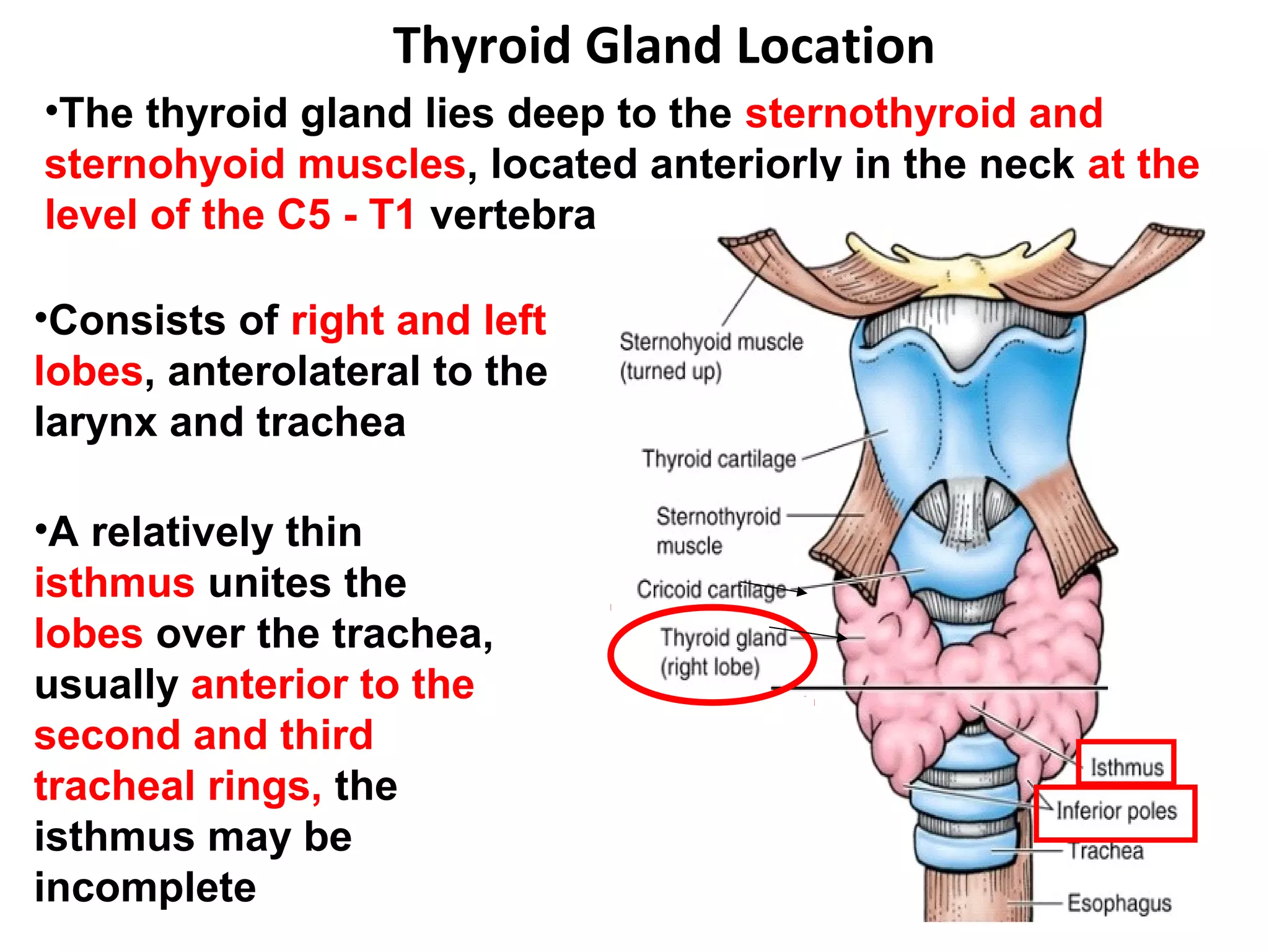 Clinical anatomy of Thyroid gland | PPT
