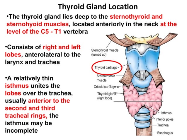 Clinical anatomy of Thyroid gland | PPT | Thyroid Disorders | Endocrine ...