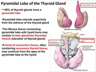 Clinical anatomy of Thyroid gland | PPT
