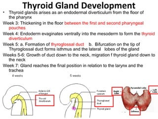 Clinical anatomy of Thyroid gland | PPT