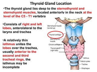 Isthmus Of Thyroid