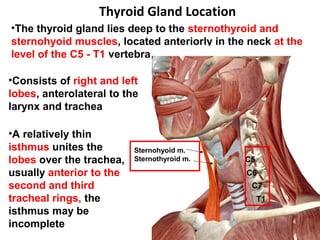 Thyroid Anatomy Muscles