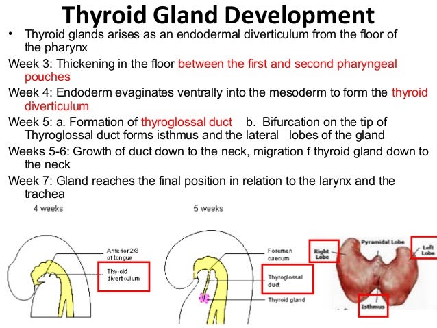 Clinical anatomy of Thyroid gland