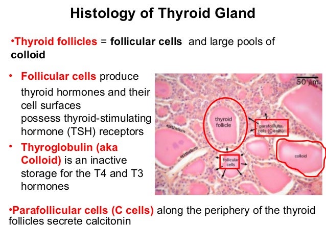 Clinical anatomy of Thyroid gland
