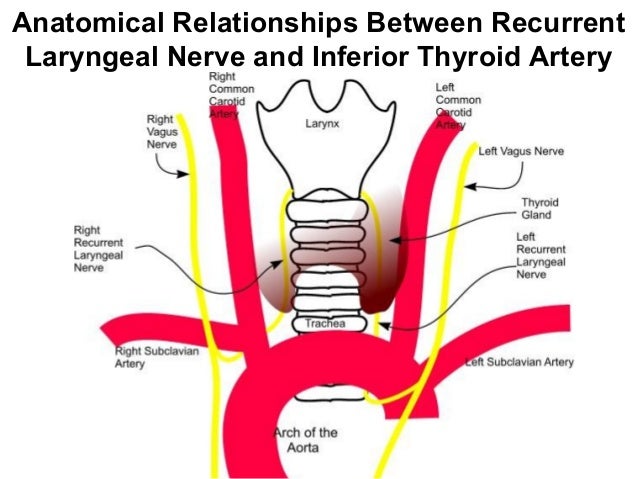 Clinical anatomy of Thyroid gland