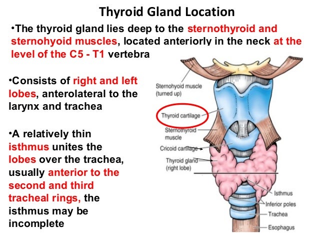 Clinical anatomy of Thyroid gland
