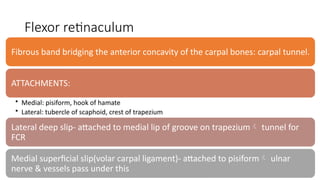 CLINICAL ANATOMY OF UPPER & LOWER LIMB.pptx
