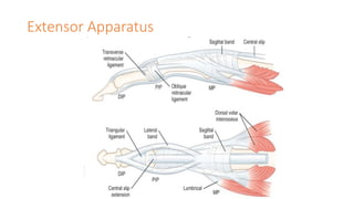 CLINICAL ANATOMY OF UPPER & LOWER LIMB.pptx